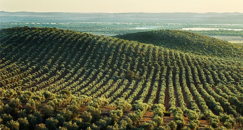 The Olive Tree - International Olive Council