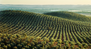 The Olive Tree - International Olive Council