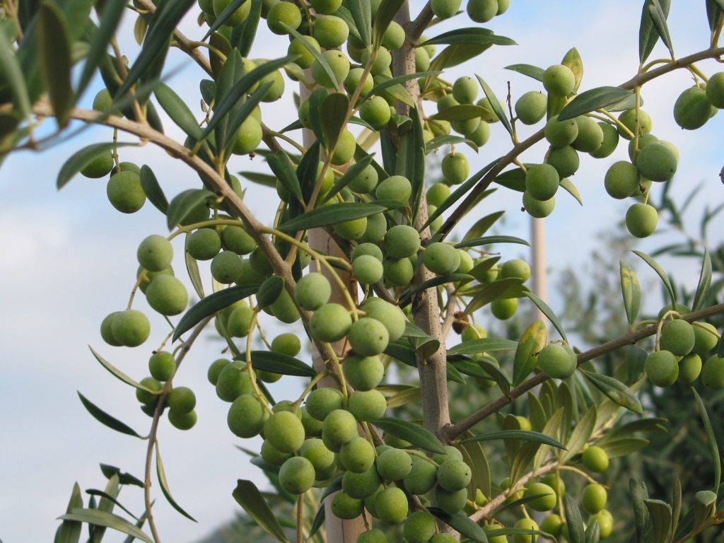 The world's olive forest protects against CO2 - International Olive Council