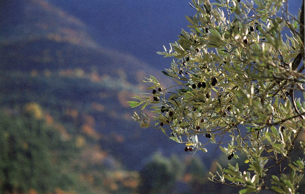 World catalogue of the main olive tree varieties - International Olive ...