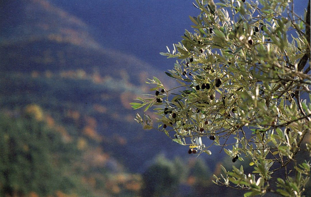 World catalogue of the main olive tree varieties - International Olive ...