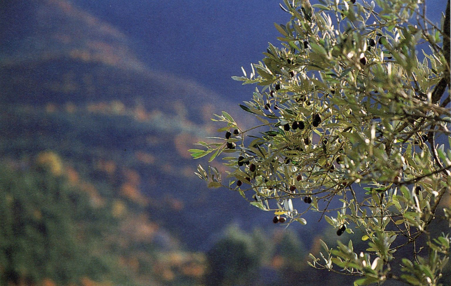 World catalogue of the main olive tree varieties - International Olive ...