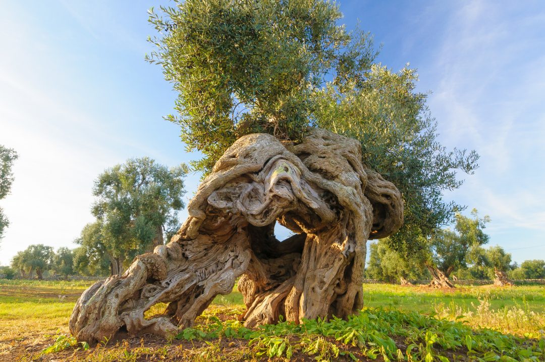 Happy birthday World Olive Day - International Olive Council