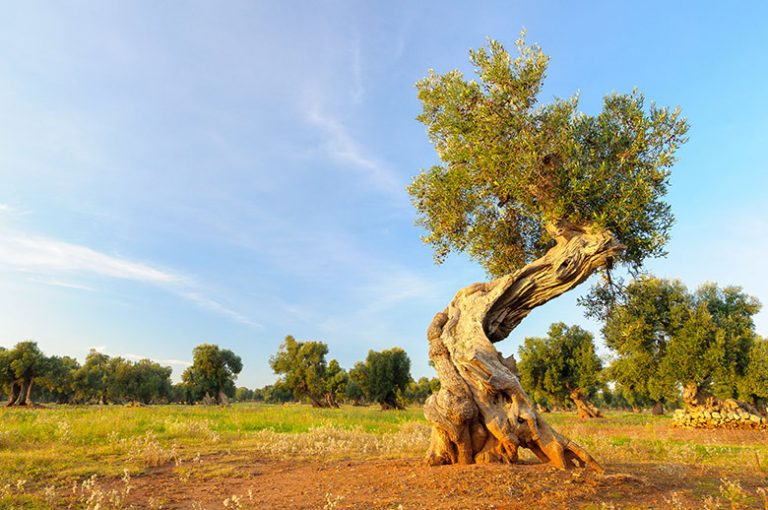 World Olive Tree Day - International Olive Council