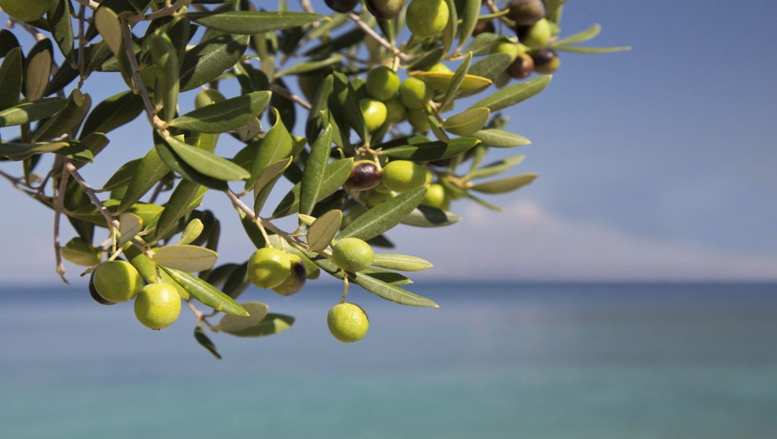 New world catalogue of olive varieties: it’s coming - International ...