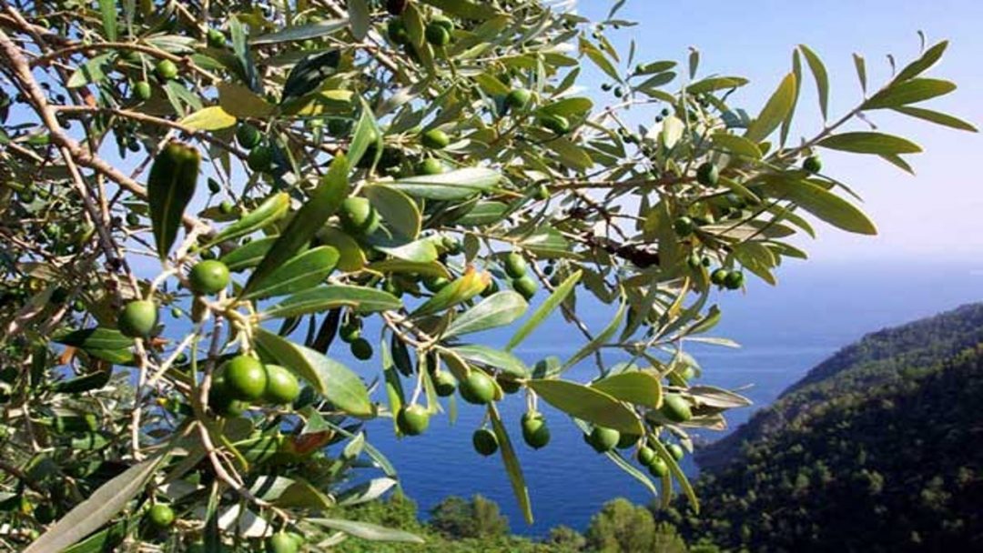 Elixir of life - International Olive Council
