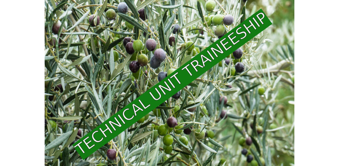 Looking for a traineeship? - International Olive Council
