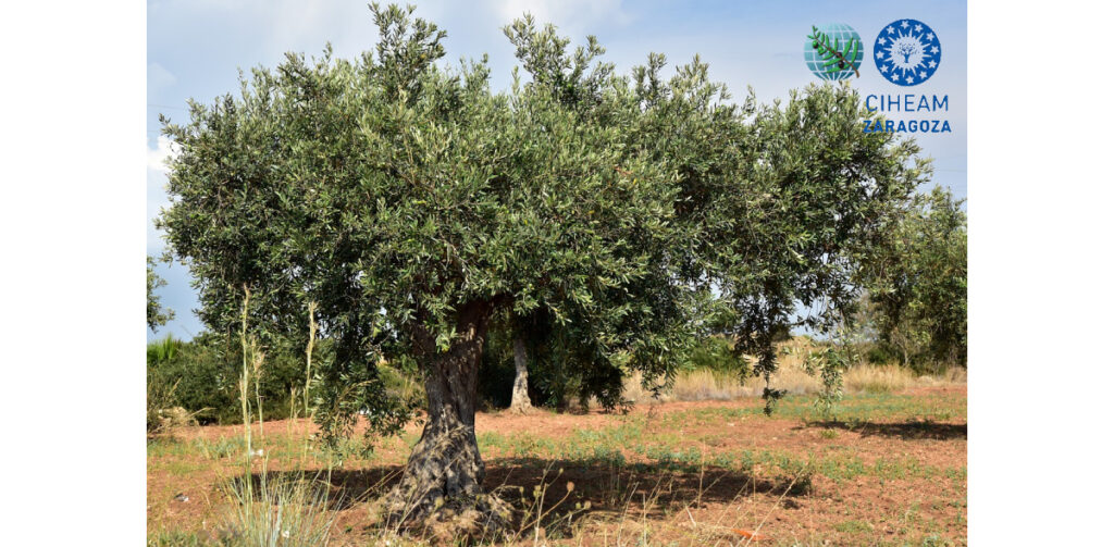Advanced course on Efficient Water Use in Olive Groves in a Context of ...
