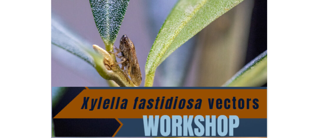 Identification, bioecology and management of insect vectors of Xylella ...