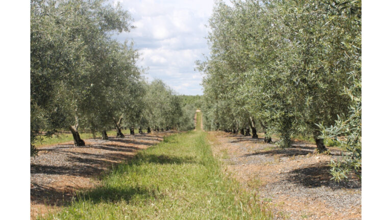 INTERNATIONAL WORKSHOP - CARBON BALANCE OF THE OLIVE SECTOR: PART OF THE SOLUTION AGAINST ...