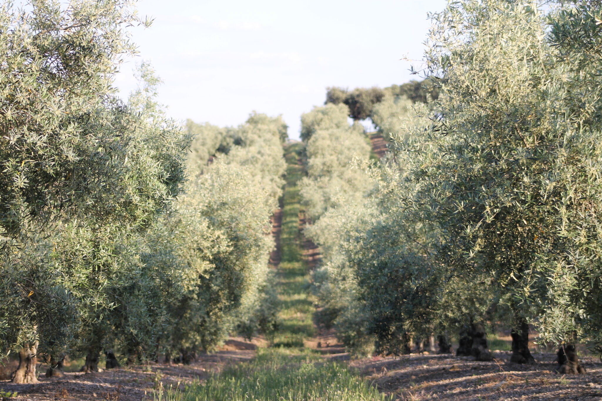 INTERNATIONAL WORKSHOP - CARBON BALANCE OF THE OLIVE SECTOR: PART OF ...